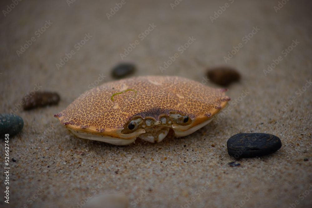 The empty shell of a Dungeness crab Surrounded By Pebbles on the Sand ...