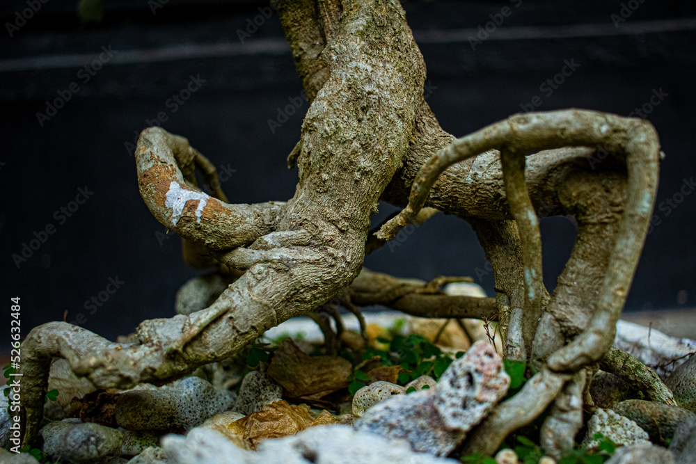 texture cabang dan batang bunga kertas atau ilmiahnya bougenville ...