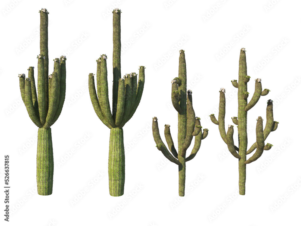 Cactus on a transparent background Stock Illustration | Adobe Stock