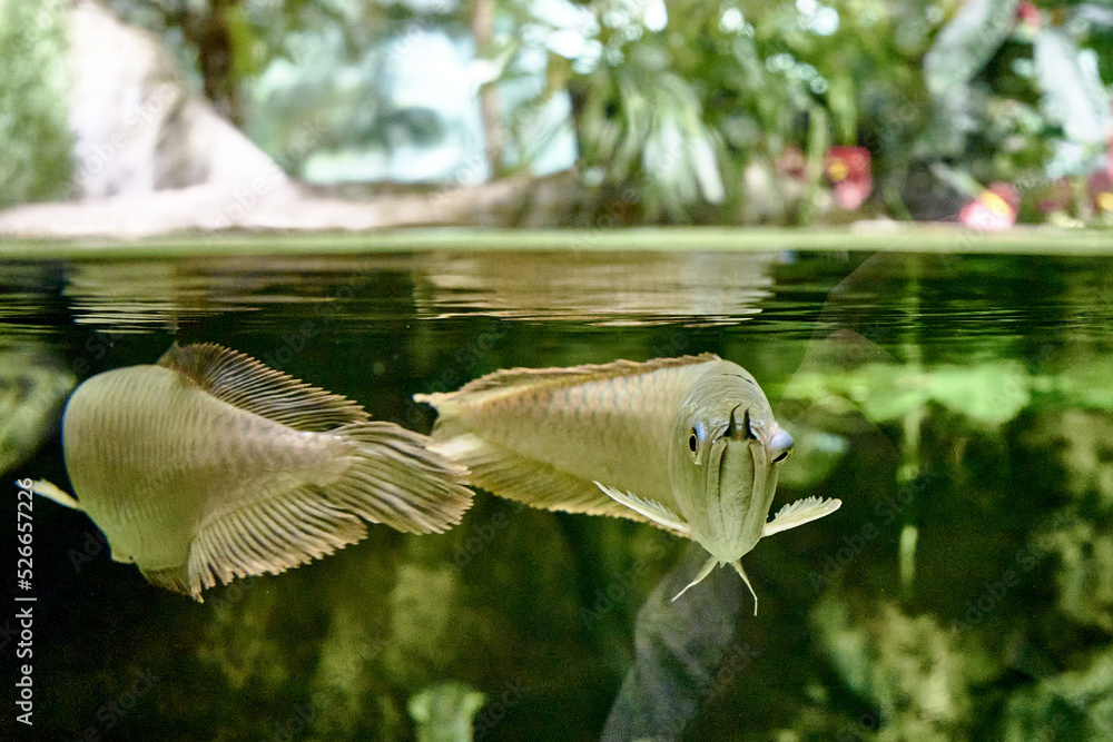 Aravan or light aravan Osteoglossum bicirrhosum is a tropical ...