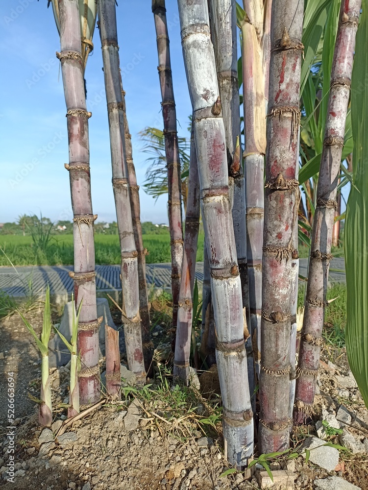 Black sugarcane stalk plants growing on field. Saccharum officinarum is ...