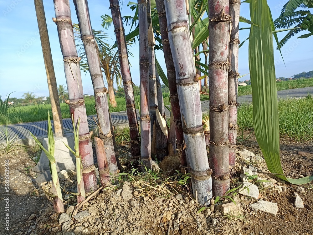 Black sugarcane stalk plants growing on field. Saccharum officinarum is ...