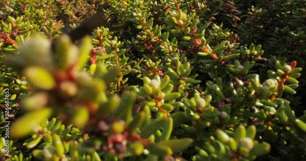 Arctic Tundra. Empetrum is a genus of three species of dwarf evergreen ...