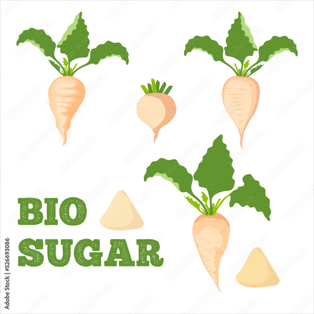 Set of Sugar beet isolated on white background. Bio sugar. Granulated ...