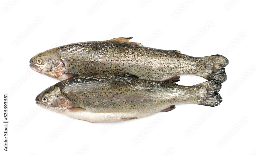 Raw trout isolated. Fresh cutthroat, steelhead fish, whole rainbow ...