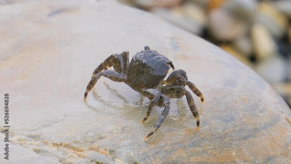 Vidéo Stock Pachygrapsus marmoratus is a species of crab, sometimes ...