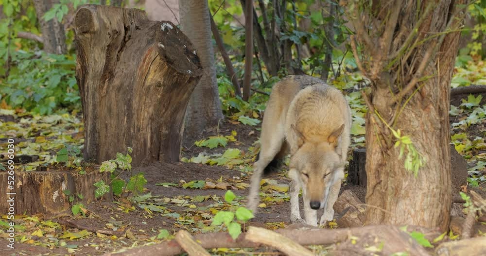 Wolf (Canis lupus), also known as the gray wolf is the largest extant ...