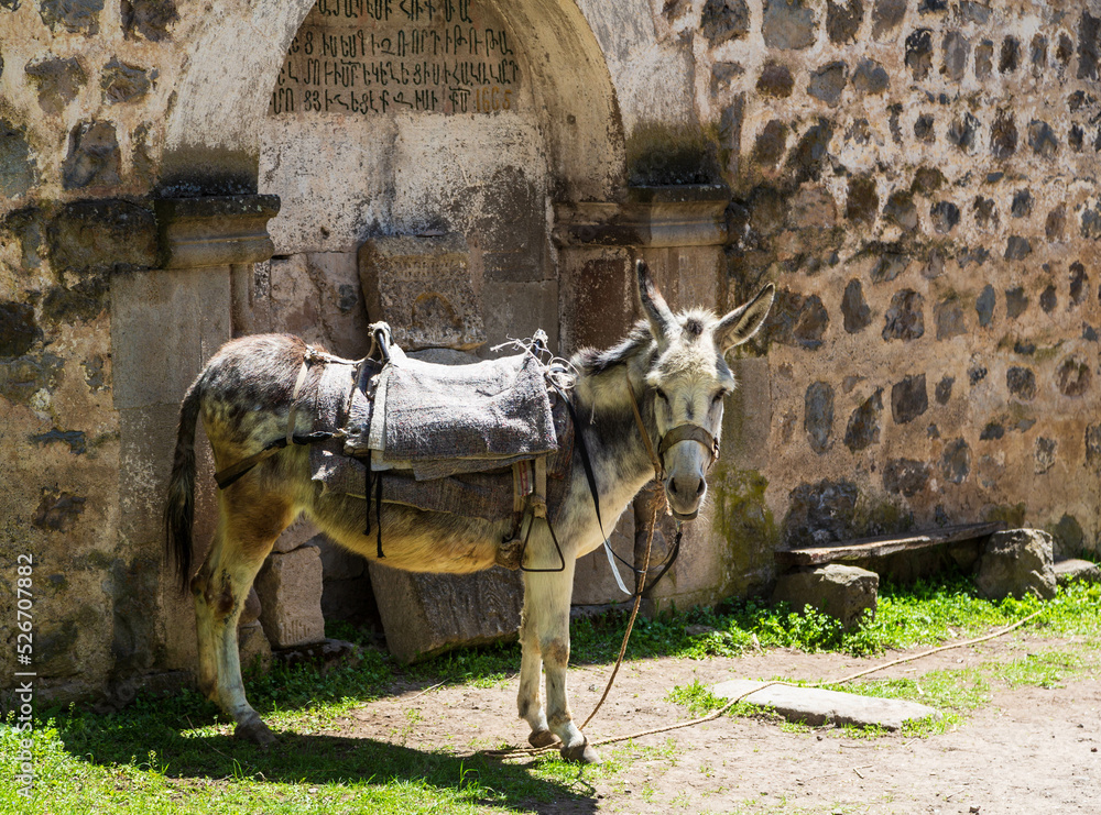 Donkey next to the old church in Khndzoresk cave settlement (13th ...