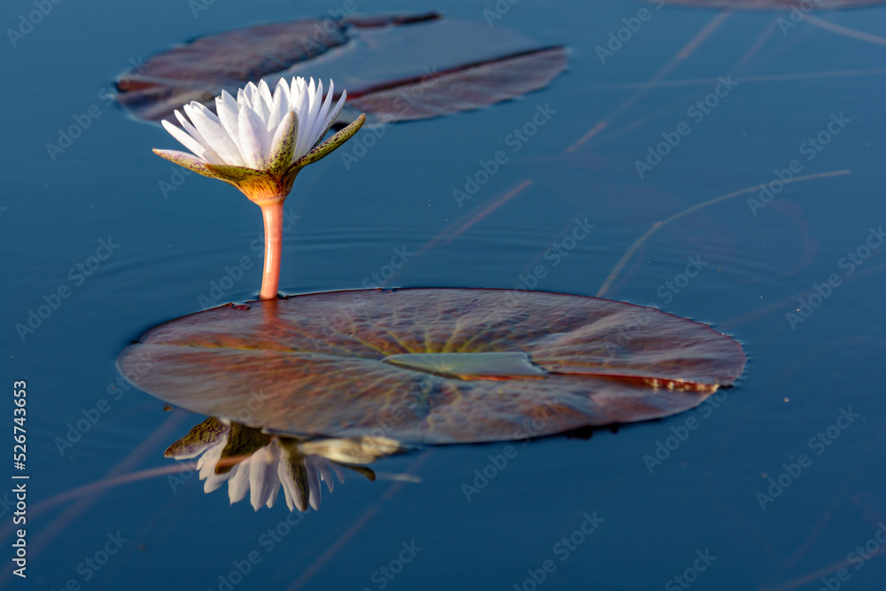 Blue lotus, star lotus, red and blue water lily or blue star water lily ...