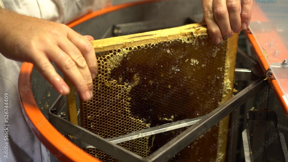 The honeycomb frame is placed in the honey extractor to extract the ...