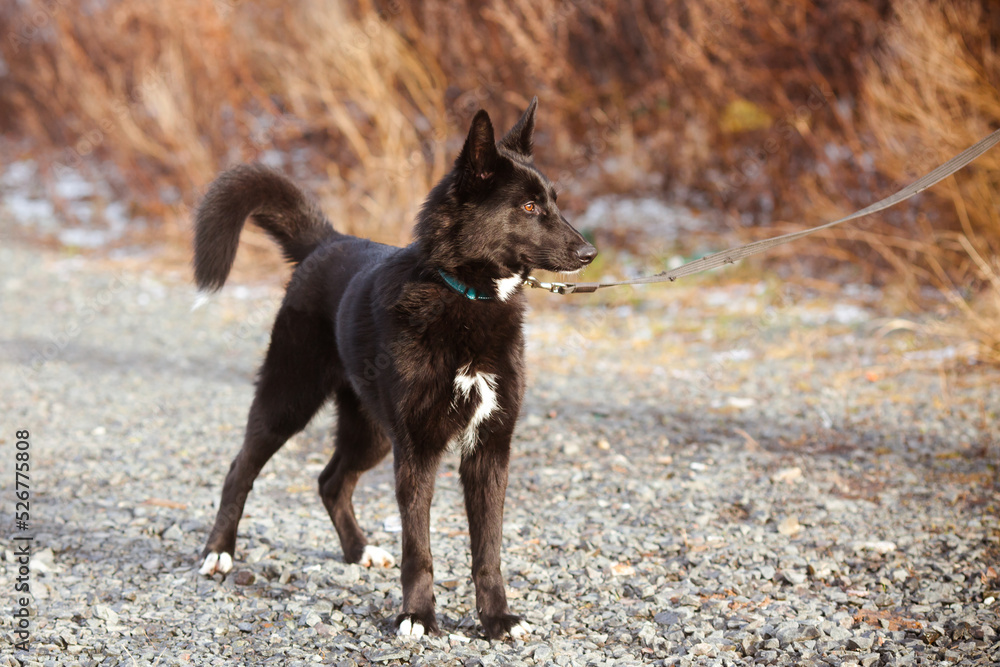 Cute black mongrel dog during a walk in the street Stock Photo | Adobe ...