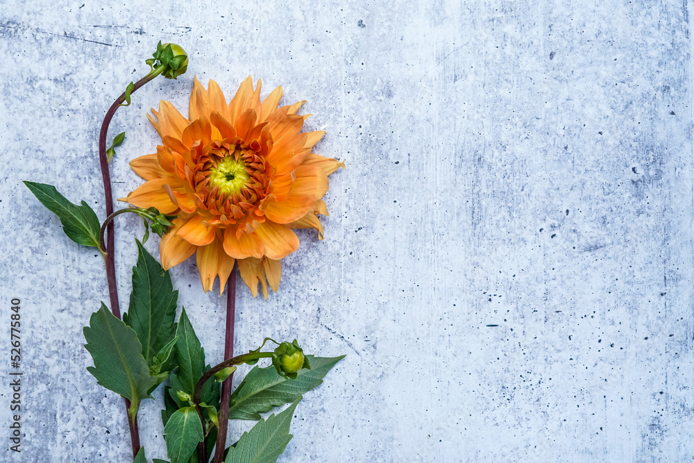 Flat lay image of a orange dahlia flower with tall buds and leaves ...