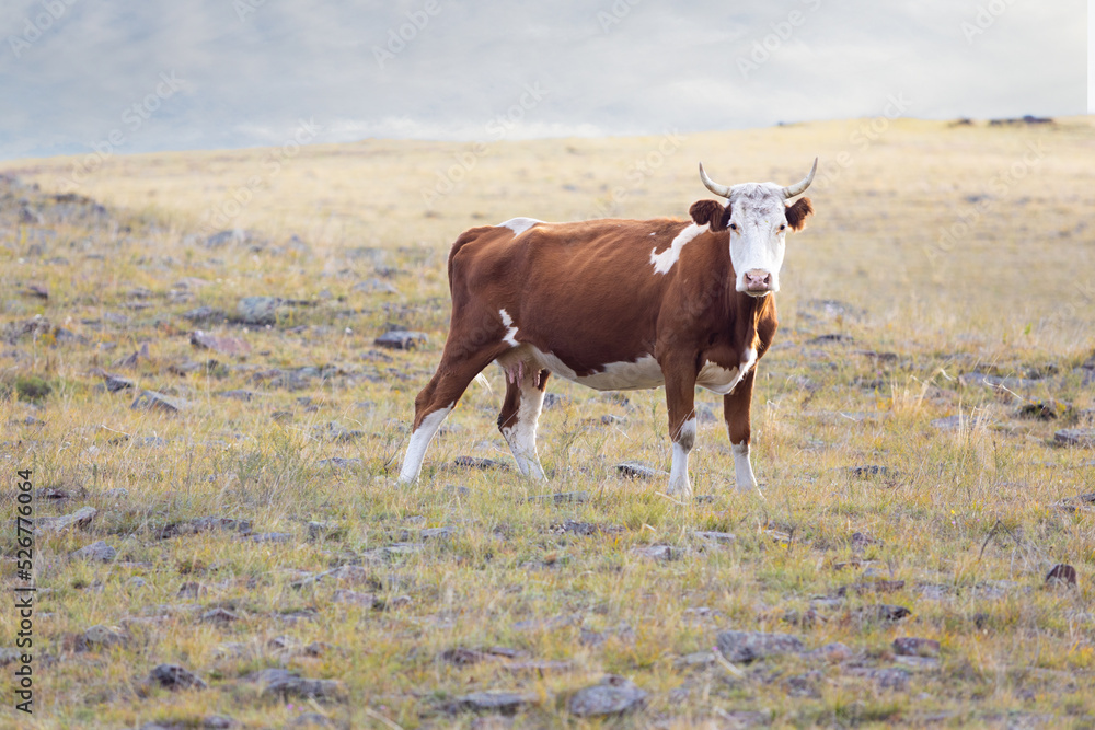 Portrait of horned red cow with white spots on stony poor pasture in ...