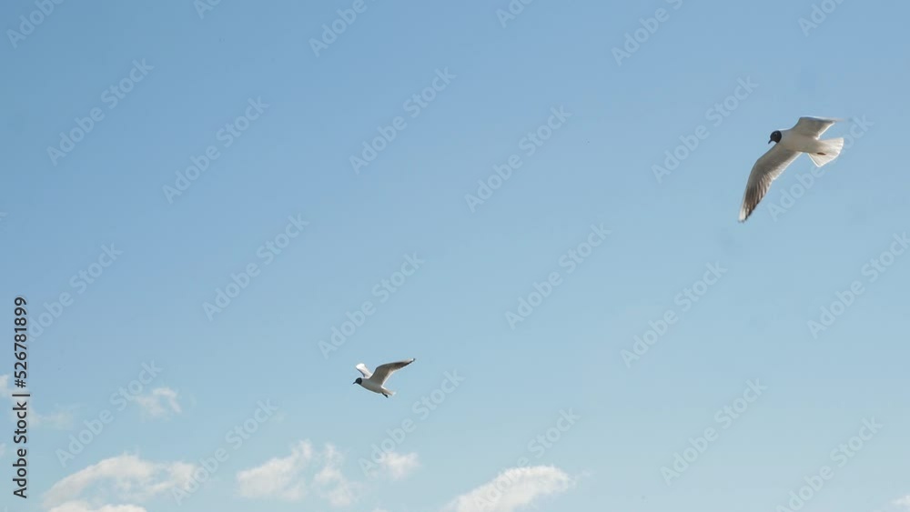 Updrafts and lift. Aerodynamic resistance. Creation of flying ...