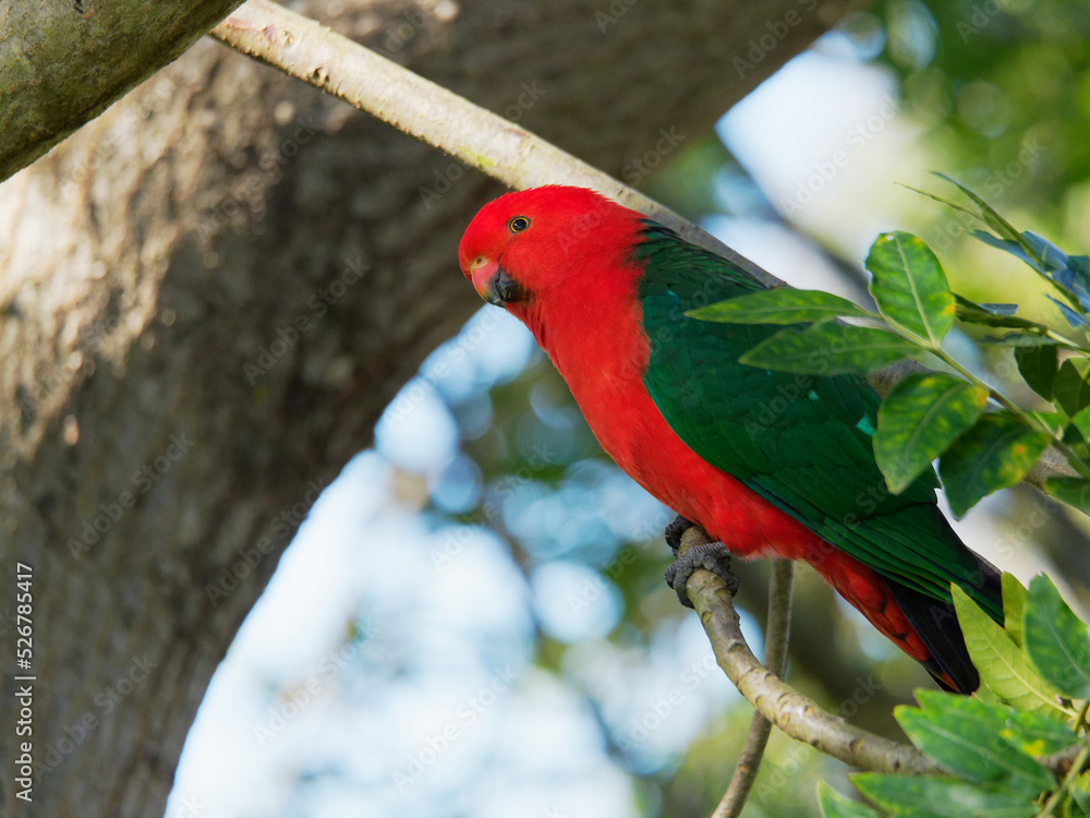 Australian King Parrot (Alisterus scapularis) at Maitland NSW Australia ...