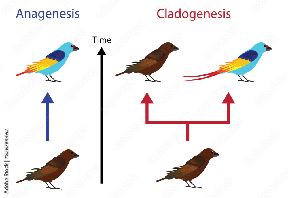 illustration of biology and animal, Anagenesis is the gradual evolution ...
