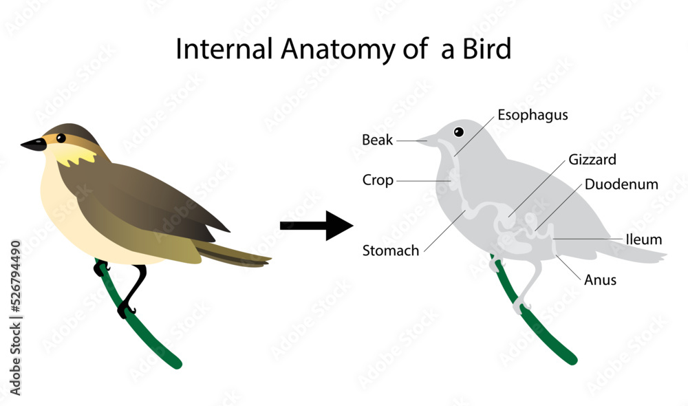 illustration of biology and animals, Internal Anatomy of bird, the ...