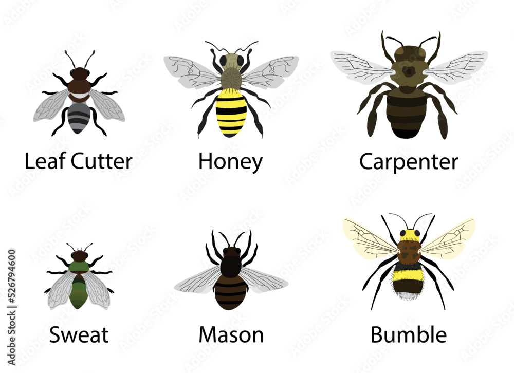 illustration of biology and zoology, different types of winged animals ...