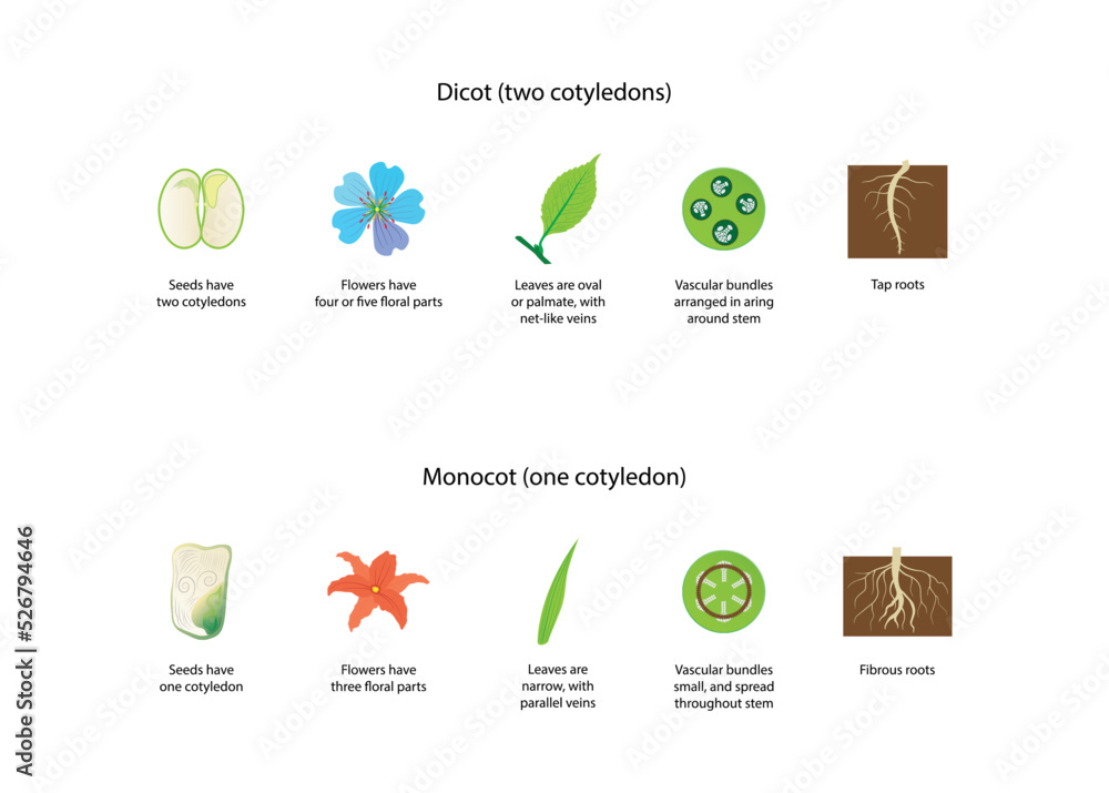 illustration of biology and plant kingdom, Difference Between Monocots ...