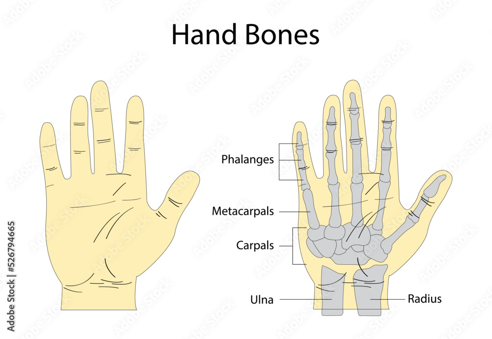 illustration of biology and anatomy, Anatomy of the Hand, The hand is ...