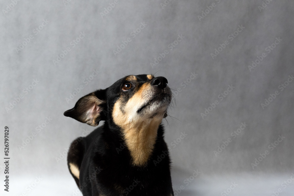 Portrait of sad dog on a white background. Sad and worried mongrel dog ...