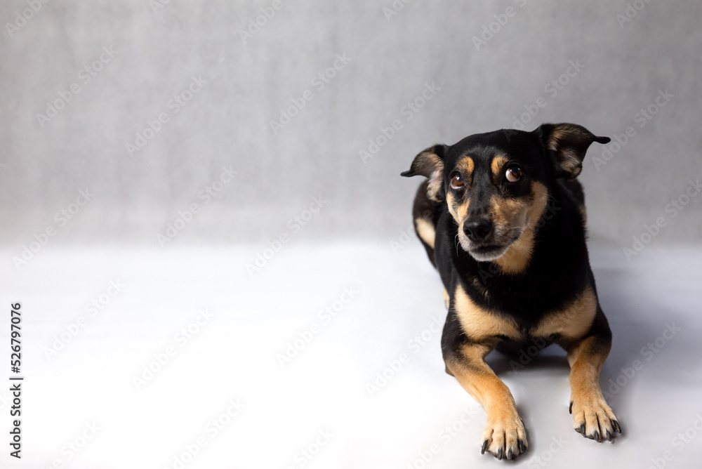 Portrait of sad dog on a white background. Sad and worried mongrel dog ...