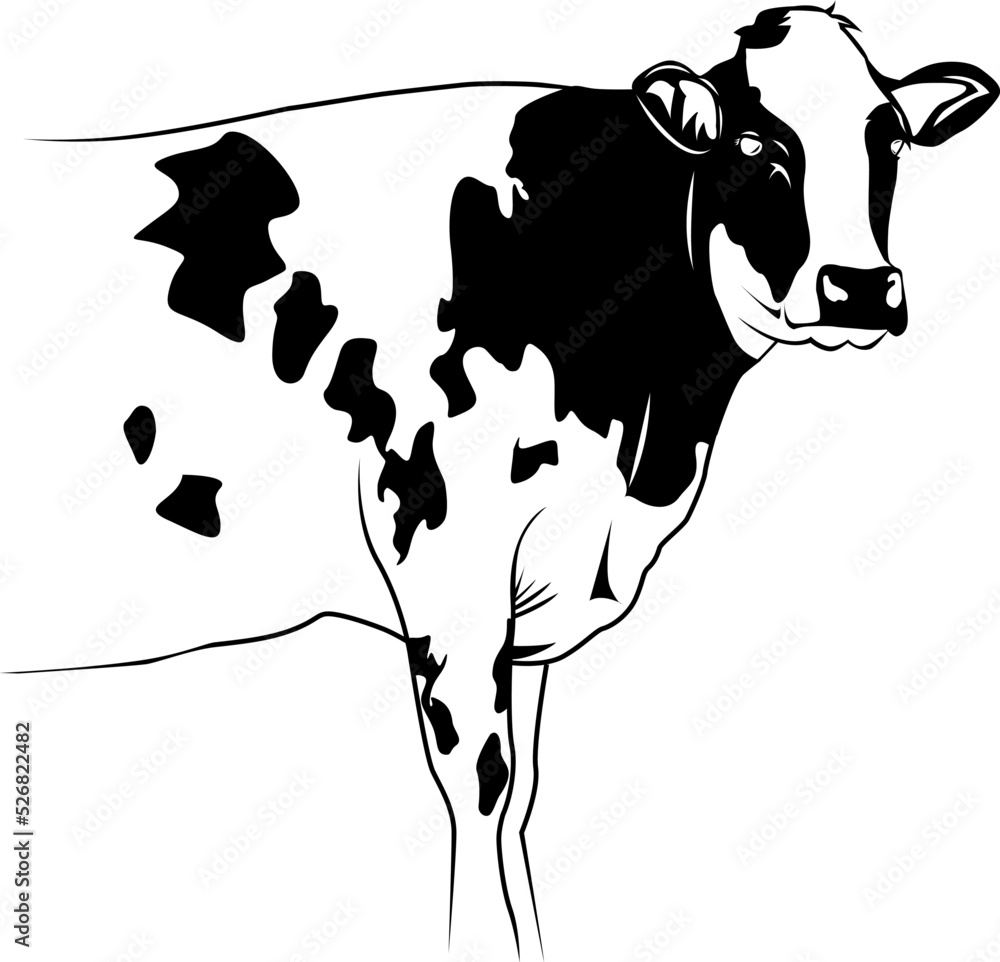 Vaca holandesa gado de leite Milk cattle Stock Vector | Adobe Stock