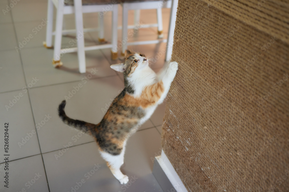 Cat sharpens its claws on scratching post. Colorful red-white-black cat ...