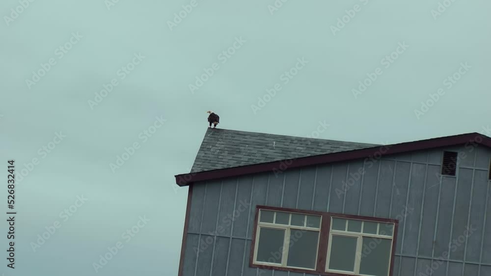 Bald Eagle lands on house rooftop North America wildlife and nature ...