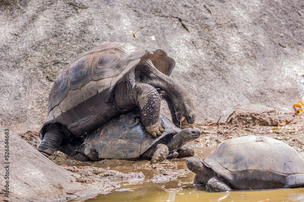Gigantic Turtles in Seychelles, Rare Endemic Species, Giant Turtle ...