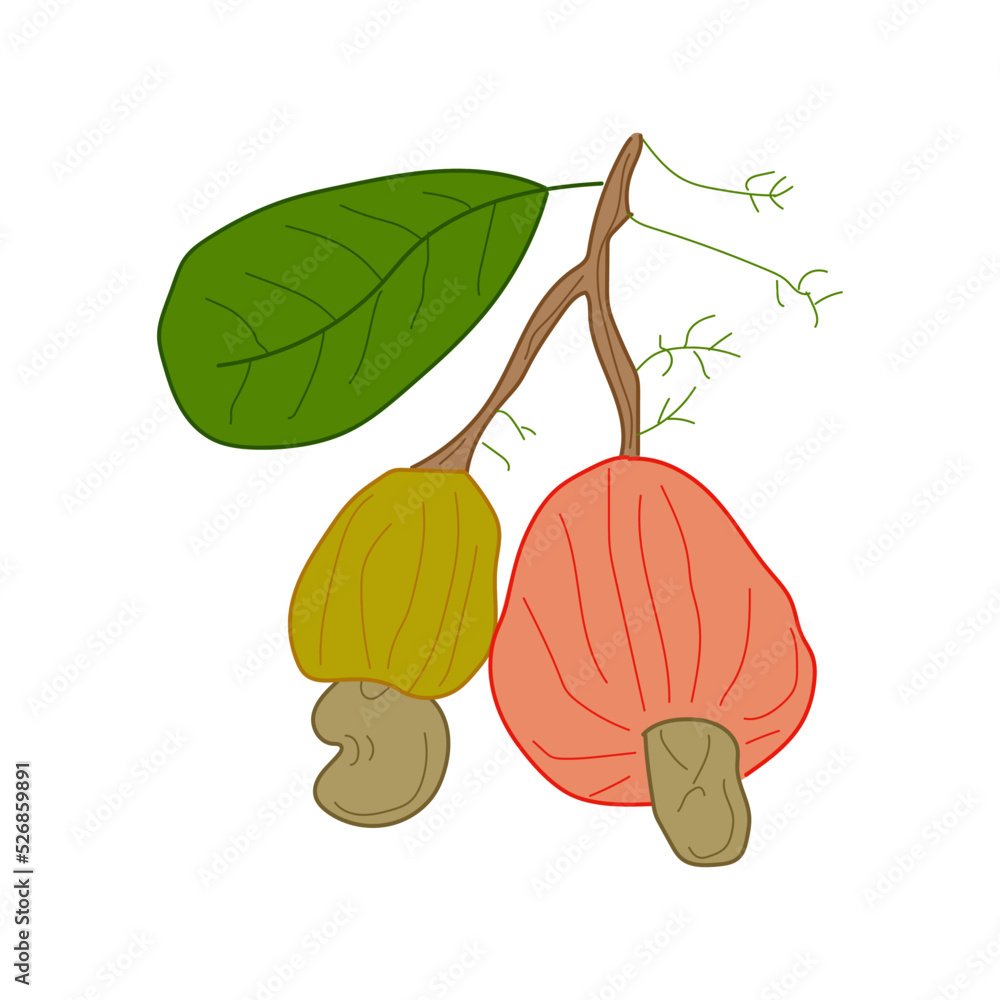 Cashew nuts illustration. Cashew in tree hand-drawn isolated on white ...