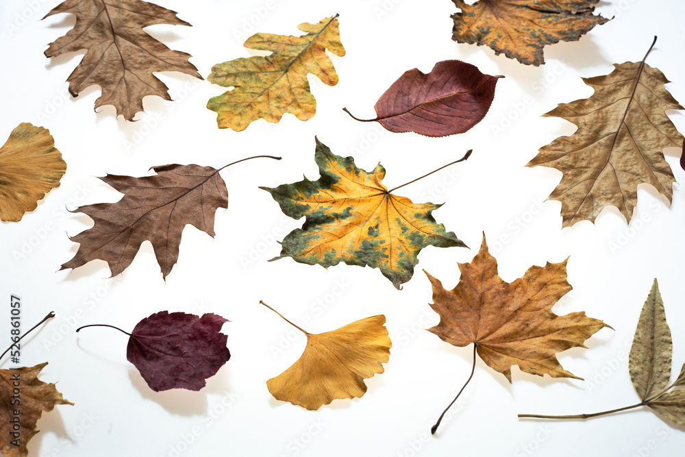 collection of dry autumn leaves, fallen leaves from different trees on ...