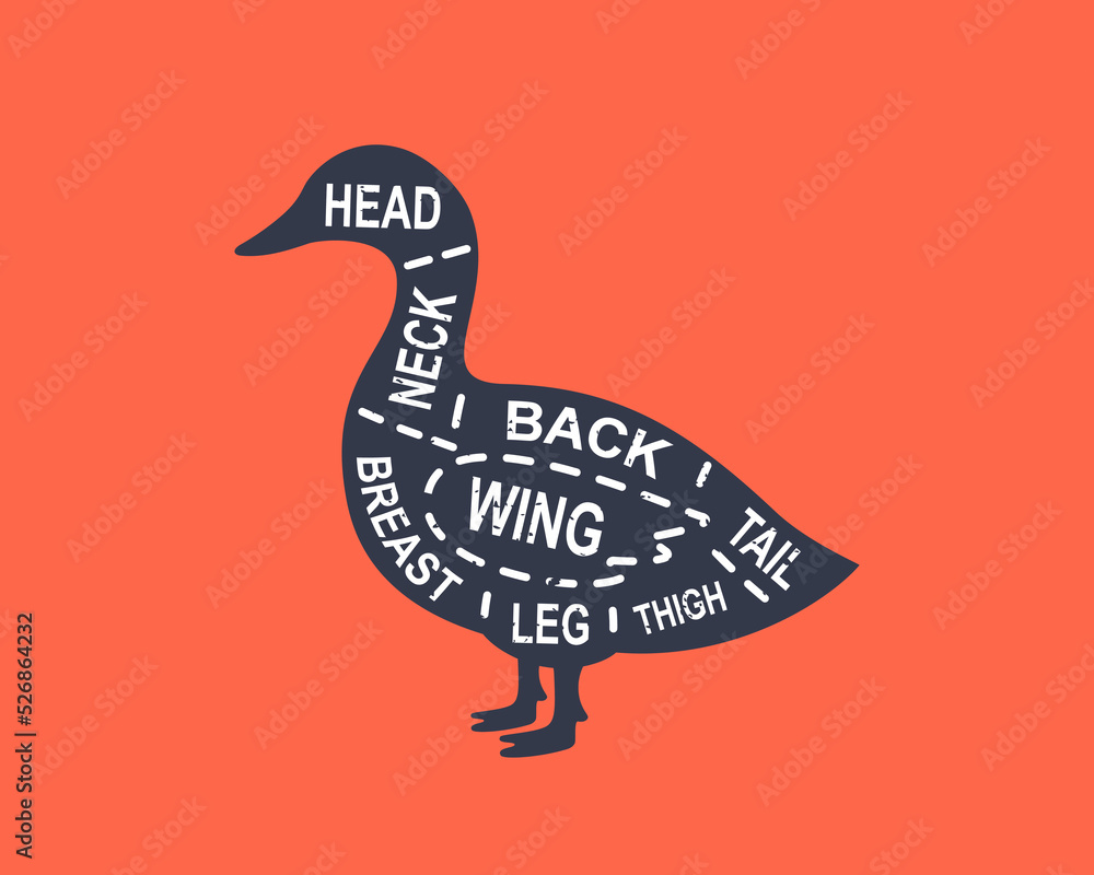 Vetor de Duck diagram cuts. Butcher scheme poster. Cuts of duck meat ...