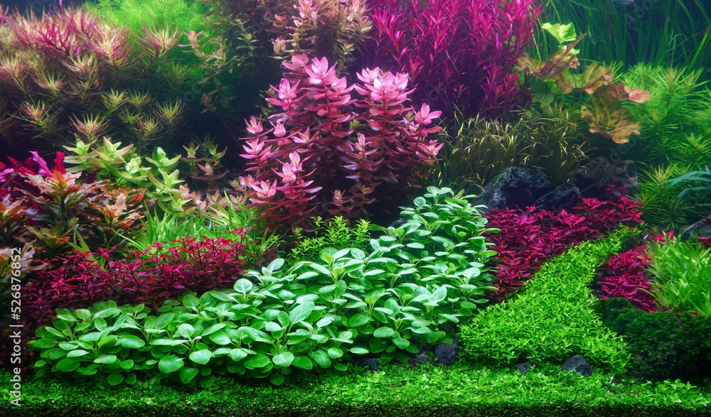 Colorful aquatic plants in aquarium tank with Modern Dutch style ...