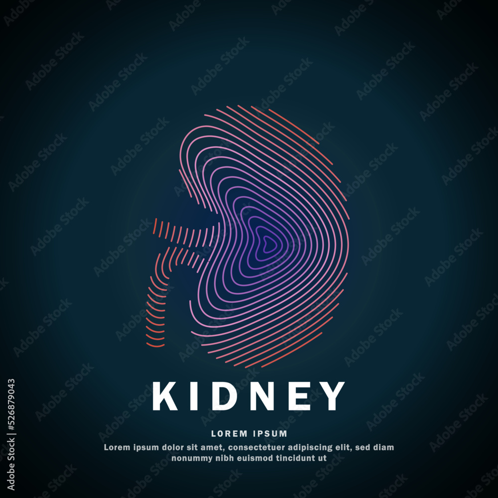 Human kidney medical structure. Vector logo kidney color silhouette on ...