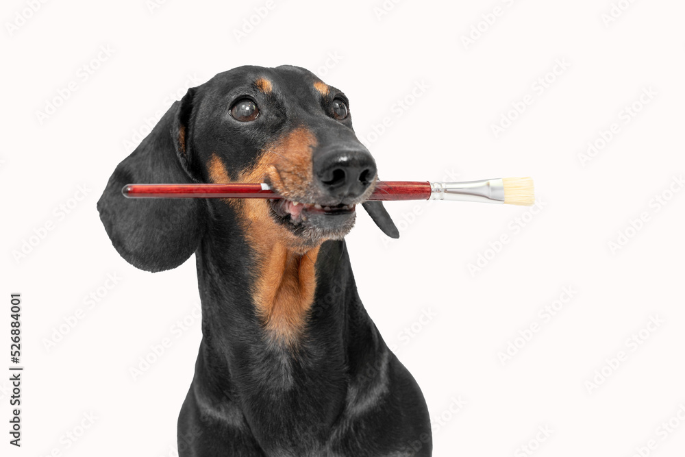 Dog holding in mouth paintbrush isolated portrait. Dachshund artist ...