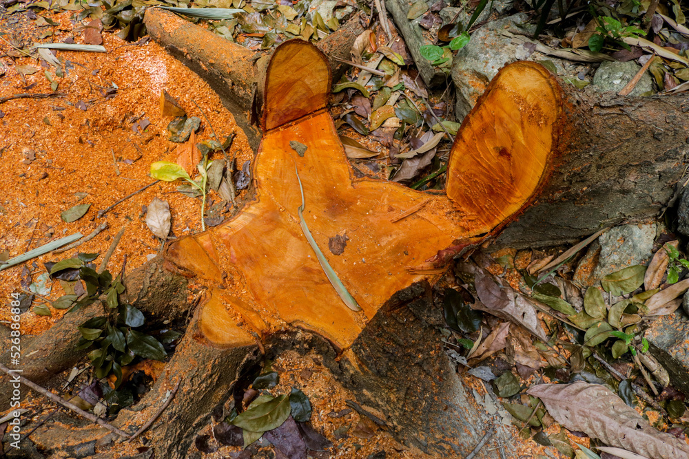 Large trees are cut down leaving root wood. A large and healthy tree is ...