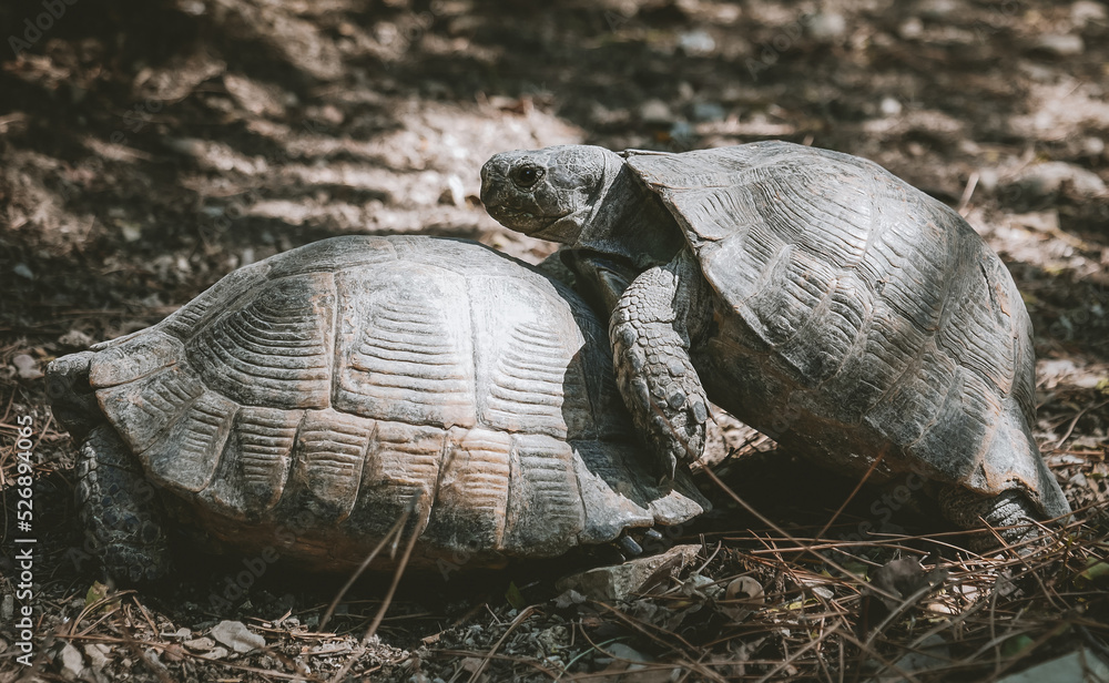 Mediterranean tortoises mating, Testudo graeca nikolskii, in natural ...