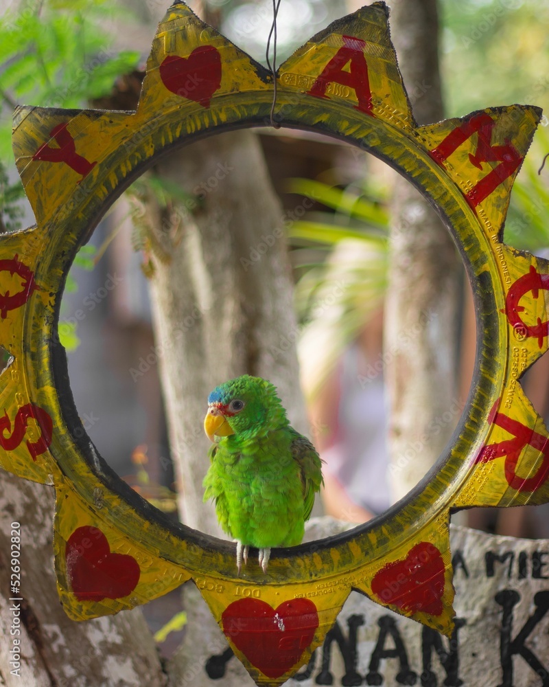 Fluffy green parrot perched inside a sun-shaped frame Stock Photo ...
