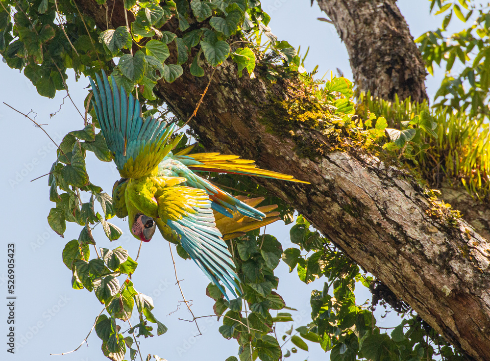 Great green macaw (Ara ambiguus), also known as Buffon's macaw or the ...
