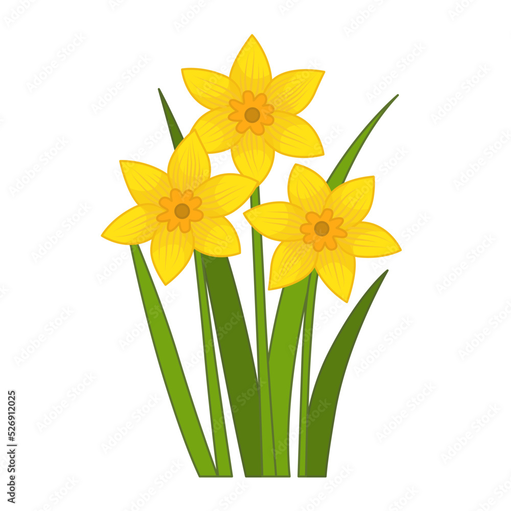 Vector cartoon illustration of yellow daffodils on a white background ...
