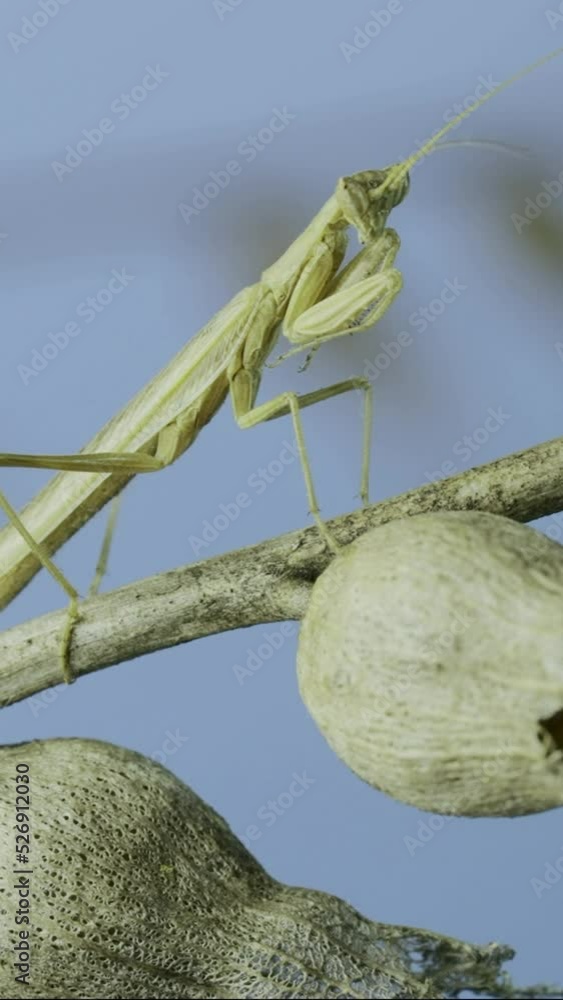 Vidéo Stock VERTICAL VIDEO, Small praying mantis sits on Henbane dry ...