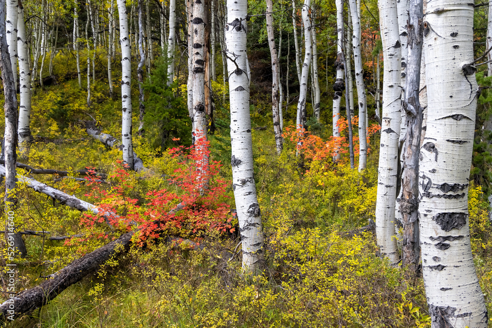 Poster Silver birch trees in the forest with fall foliage – Wall Art ...