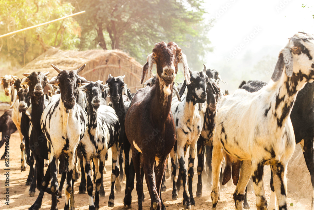 group of Indian Goats in village Haryana, India. Black and white color ...