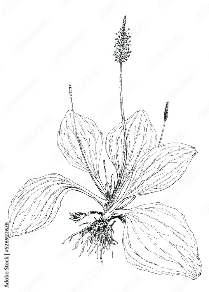 Broadleaf plantain plant (Plantago major) botanical drawing. Ink on ...