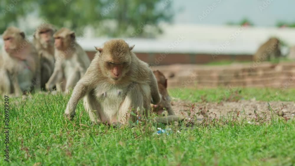 Video Stock 4K Cinematic slow motion wildlife nature footage of a ...
