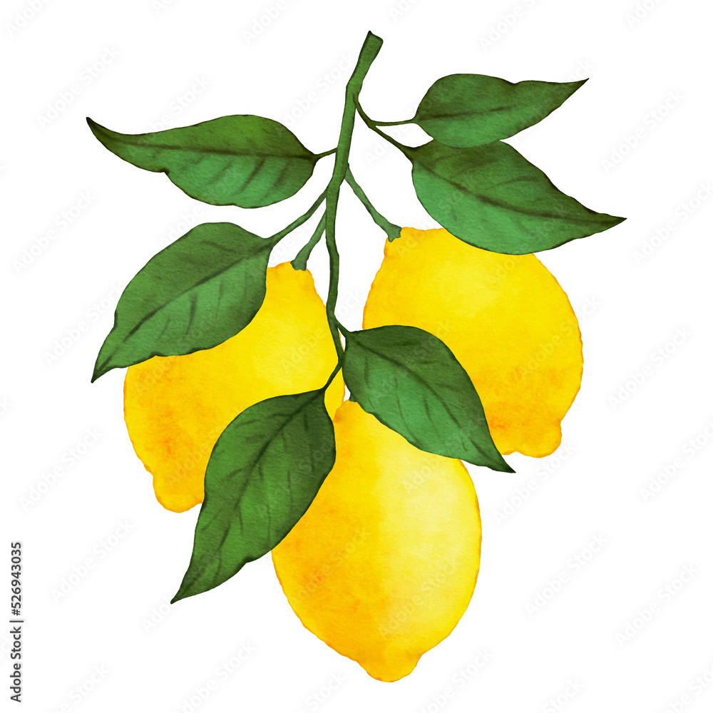Lemon branch watercolor digital illustration. Lemons PNG. Transparent ...