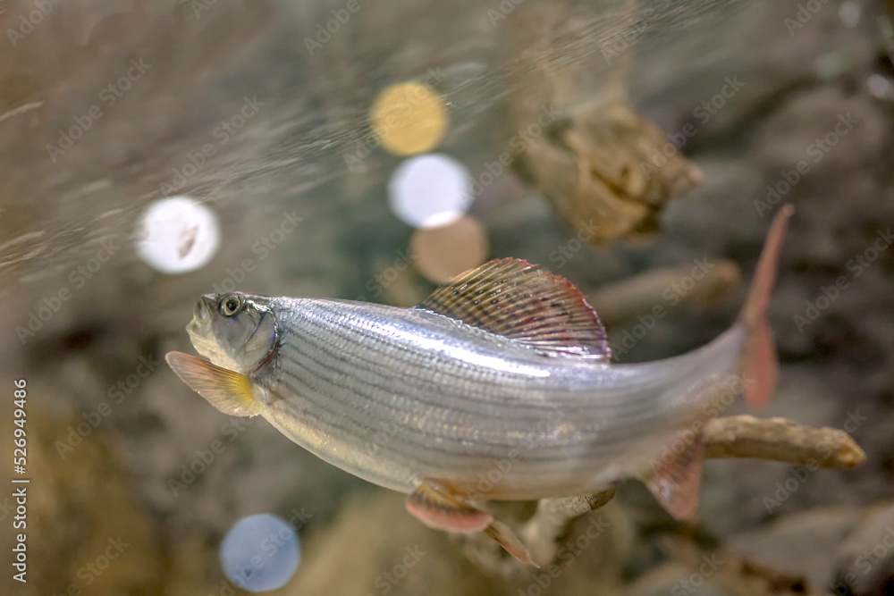 Freshwater grayling fish (Thymallus thymallus) takes the bait ...