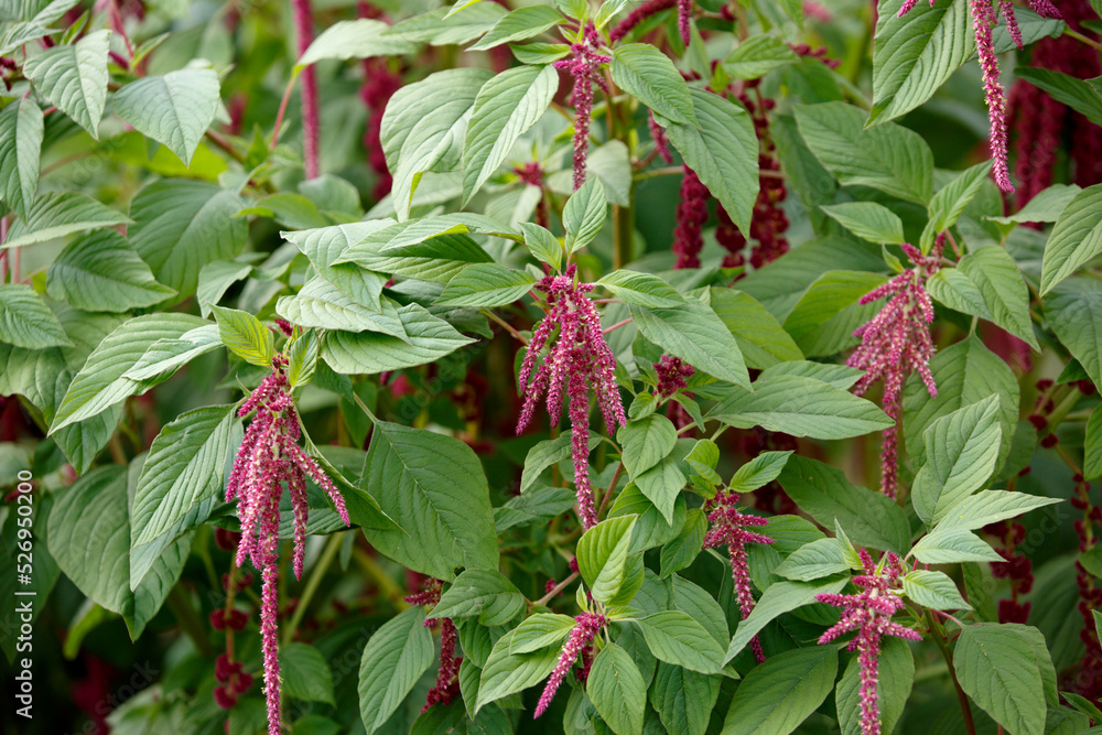 Amaranthus caudatus. Long tassels of crimson PonyTails flowers hang ...