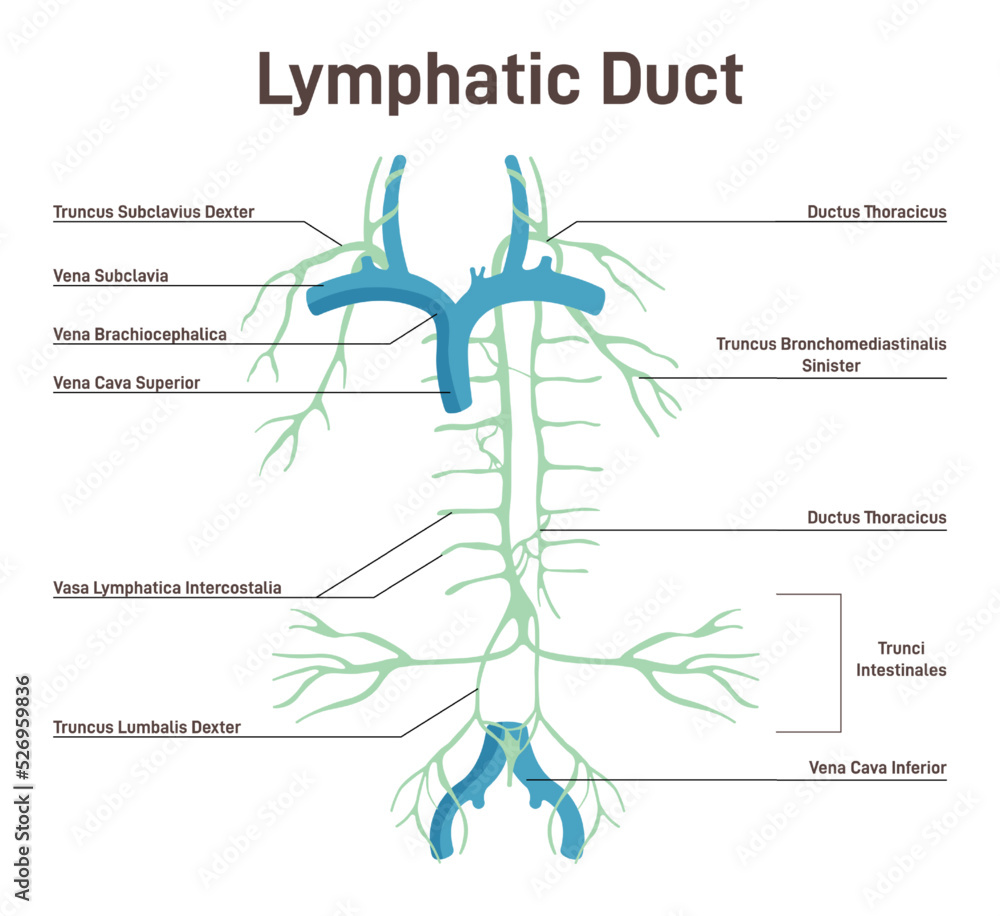 Lymphatic system. Structure of a human lymph node. Fluid exchange ...